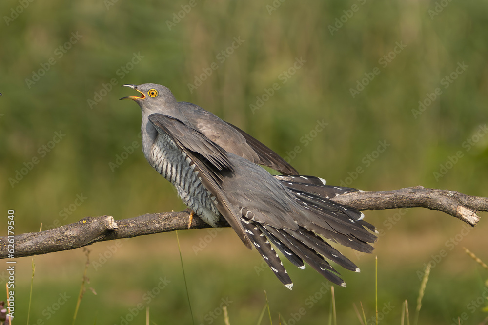 Common cuckoo - Cuculus canorus - male with spread tail and with green ...