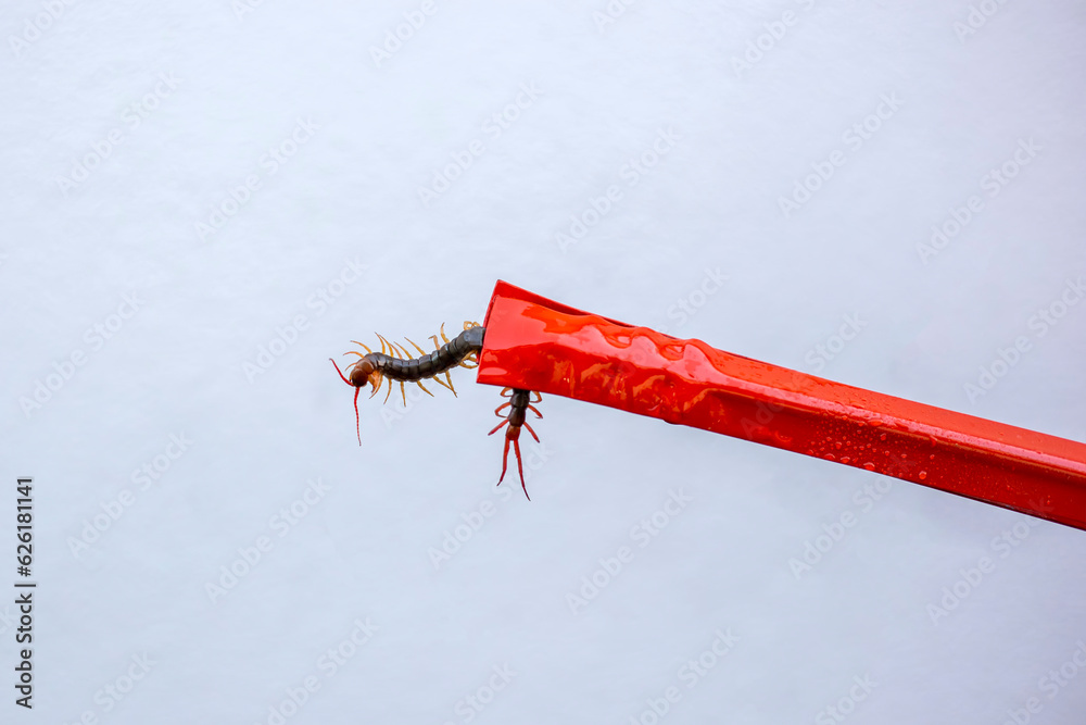 Close-up centipede in tongs dangerous insect poisonous in house garden ...