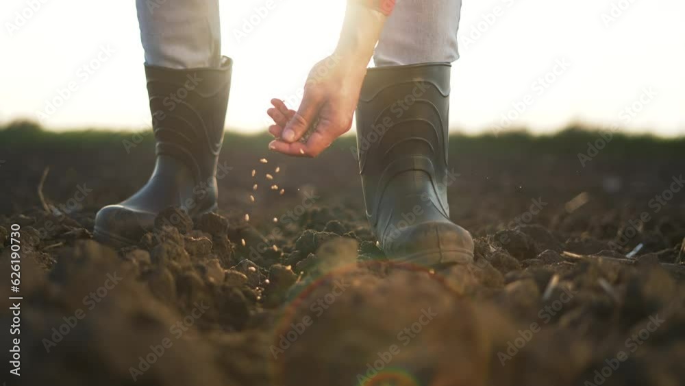 Agriculture concept.Wheat seeds in hands of farmer. Farmer worker ...