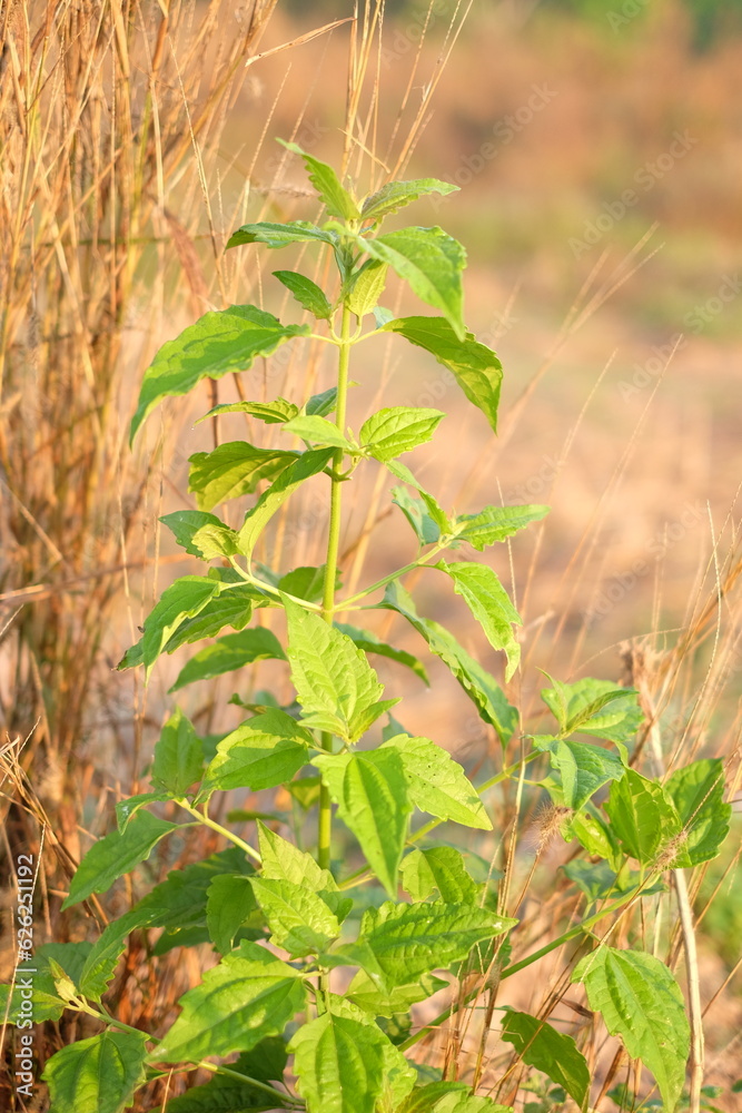 Small green weed with leaves and shoots against a blurred brownish ...