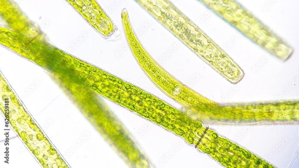 Freshwater microalgae (Pleurotaenium sp.) blooming under microscope ...