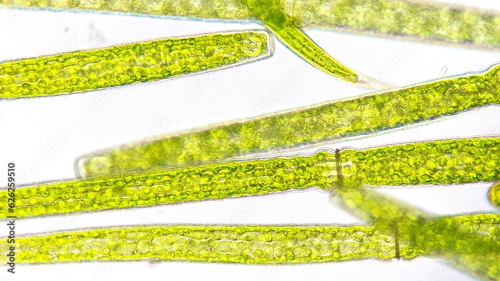 Freshwater microalgae (Pleurotaenium sp.) blooming under microscope ...