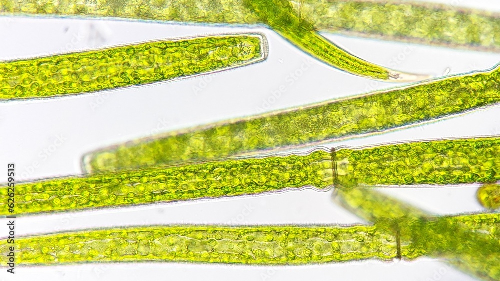 Freshwater microalgae (Pleurotaenium sp.) blooming under microscope ...