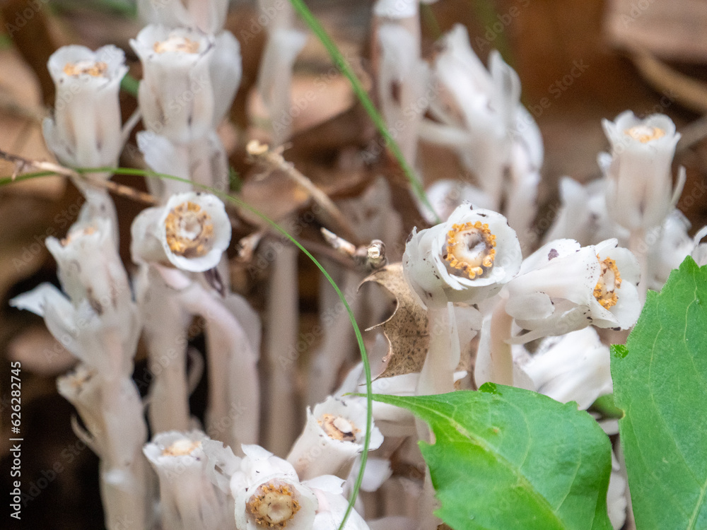 Monotropa uniflora, also known as ghost plant, ghost pipe, is an ...