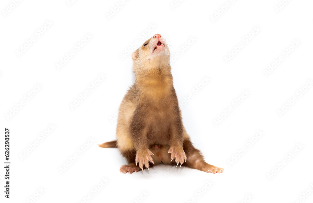 Pet Ferret Colors