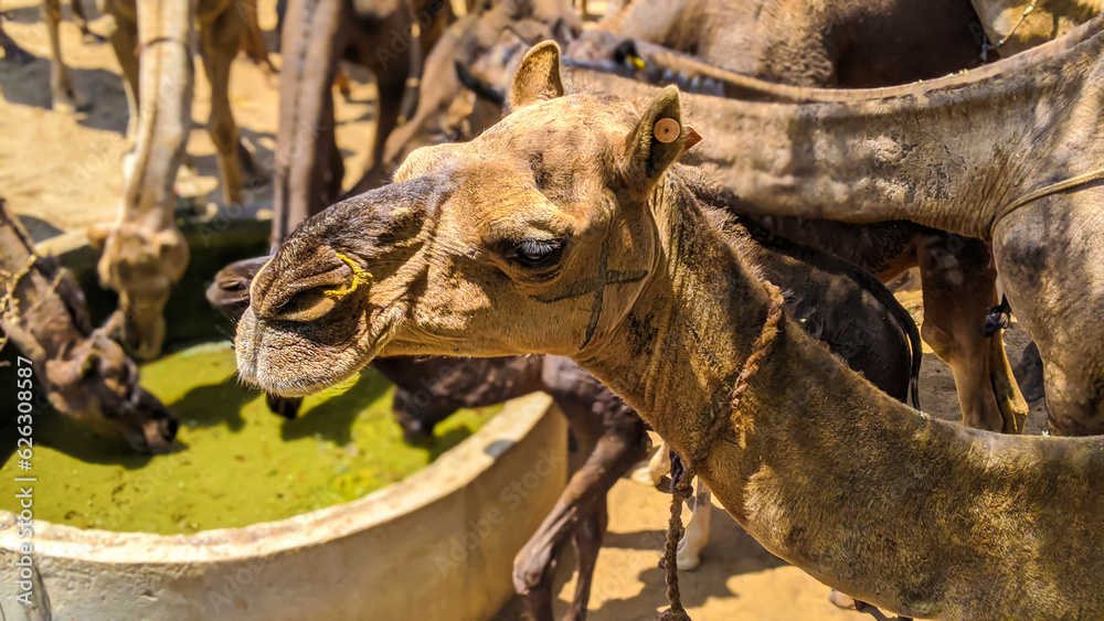 Close-up Dromedary or Asian camel with big hump on back and long neck ...