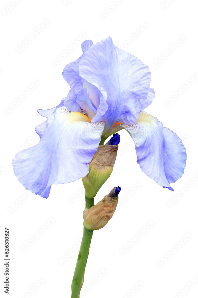 Iris pallida blue flower plant cut out and isolated on a white ...