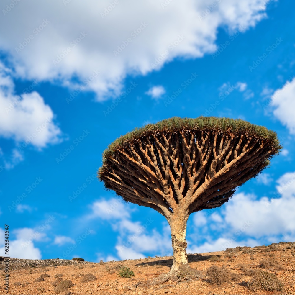 Socotra Dragons Blood Tree (Dracaena draco) Socotra Island. Yemen ...