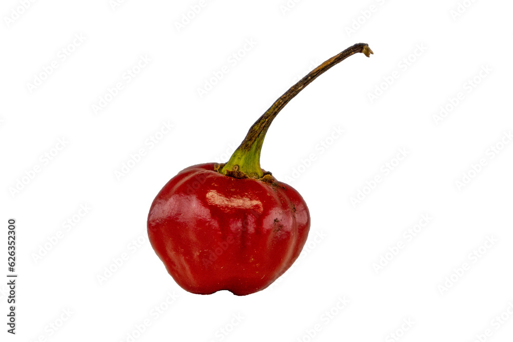 A pimenta bode é extremamente aromática e saborosa, entre as pimentas ...