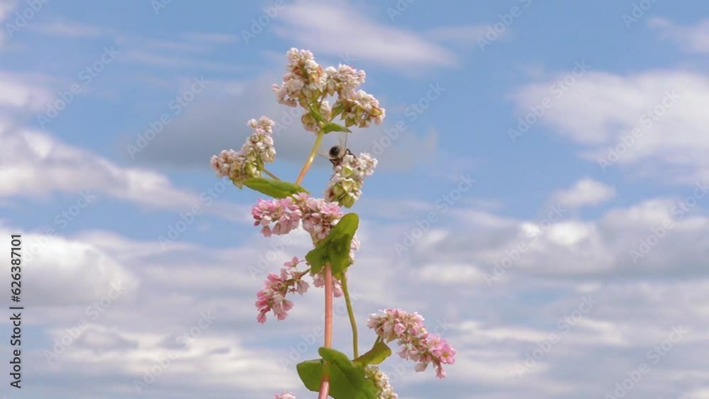 Buckwheat flowers with ready buckwheat grains. Blooming buckwheat field ...