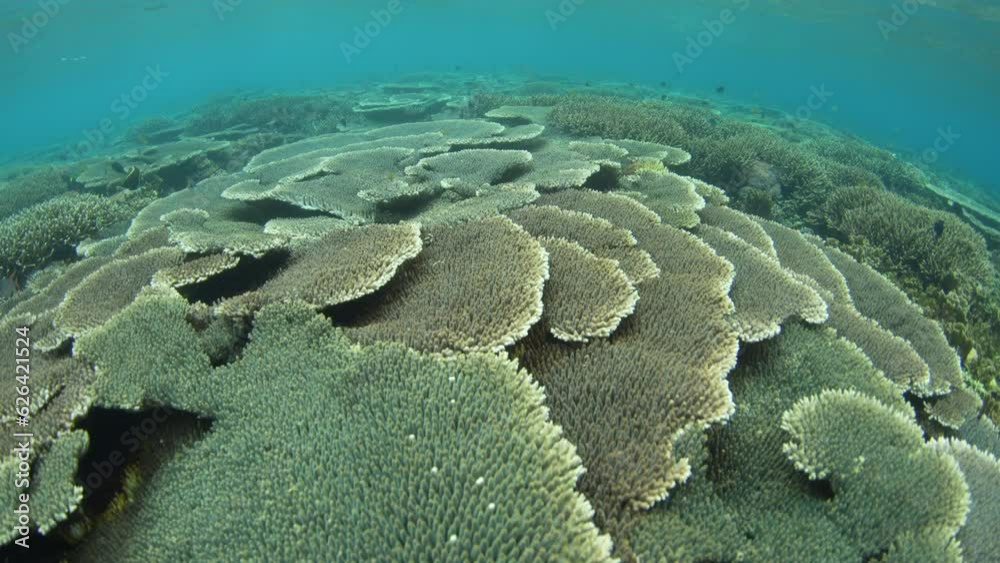 Fragile corals cover the shallow seafloor in Komodo National Park ...