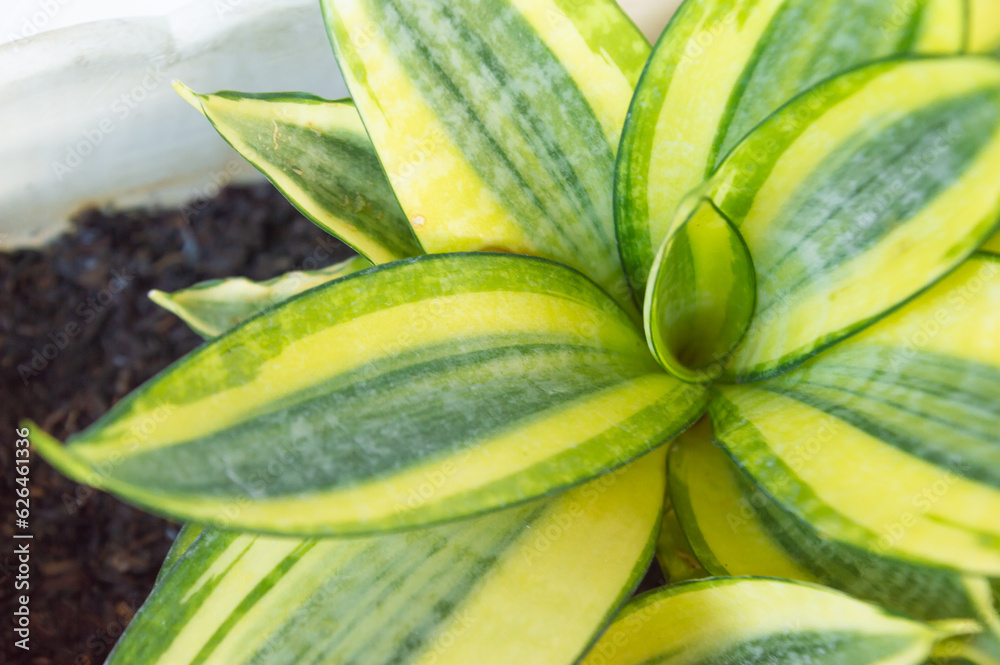 Sansevieria Golden Hahnii (Sansevieria trifasciata) in the white pot, a ...