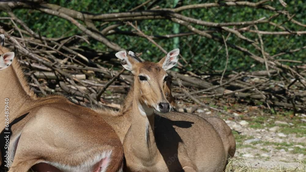 The nilgai or blue cow. Boselaphus tragocamelus is the largest Asian ...