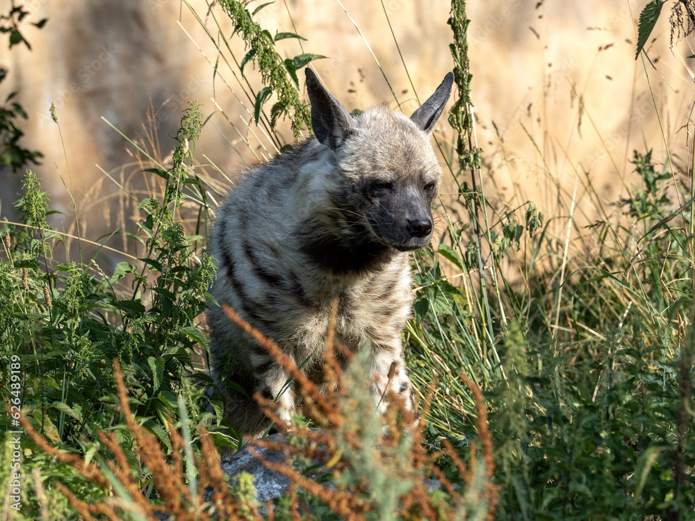 Foto de Rare striped hyena, probably extinct in nature, Hyaena hyaena ...