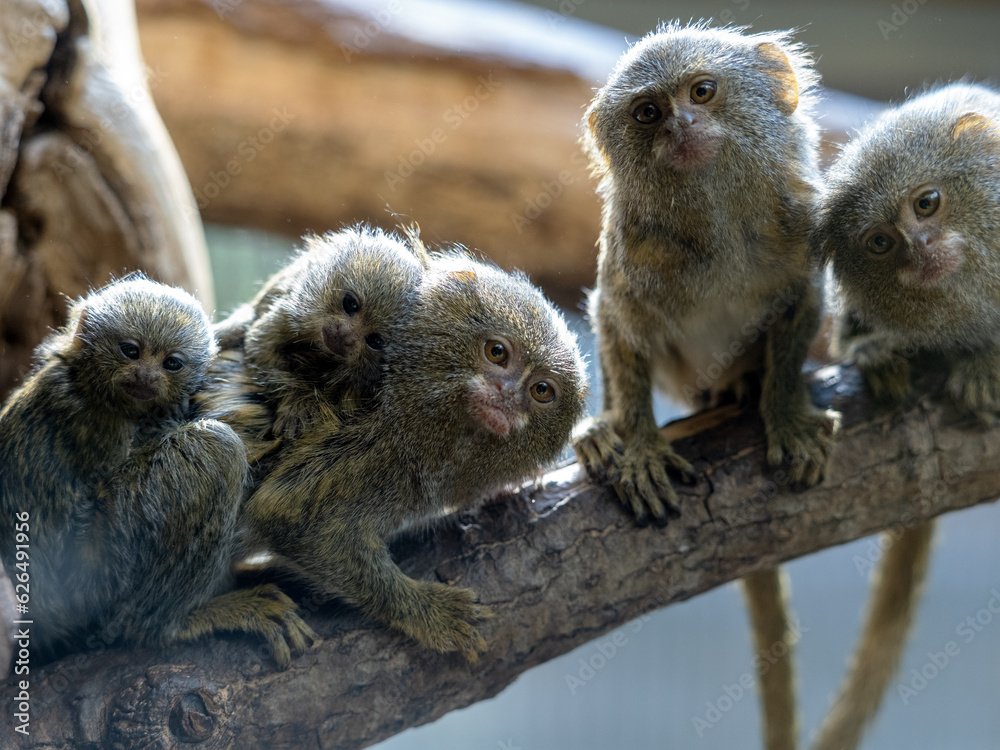 Family of Eastern Pygmy marmoset, Cebuella pygmaea niveiventris, with ...