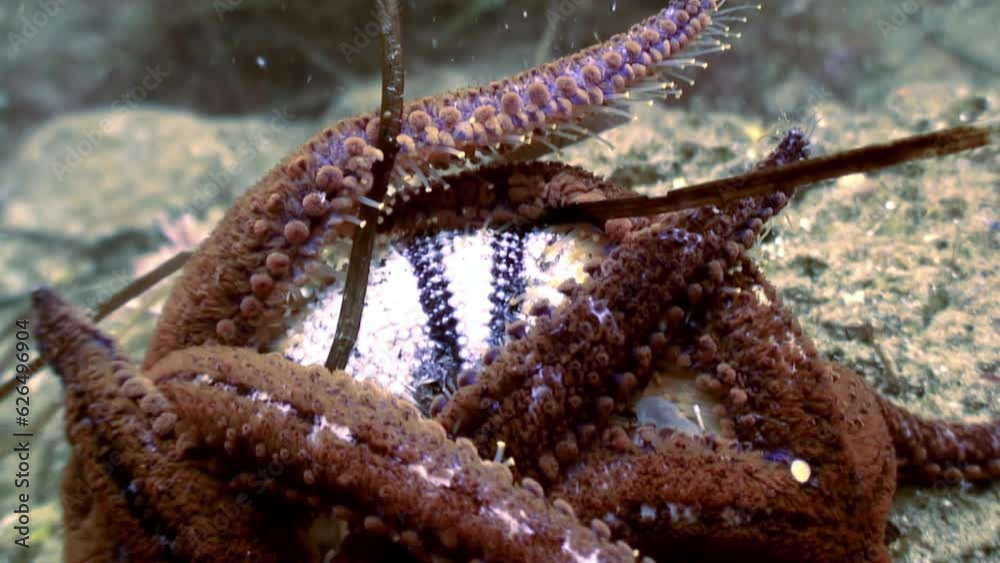Close-up group of starfish preys on sea urchin in underwater of ...