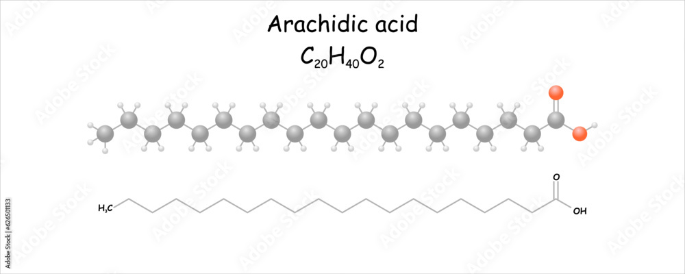 Stylized molecule model/structural formula of arachidic acid. Component ...