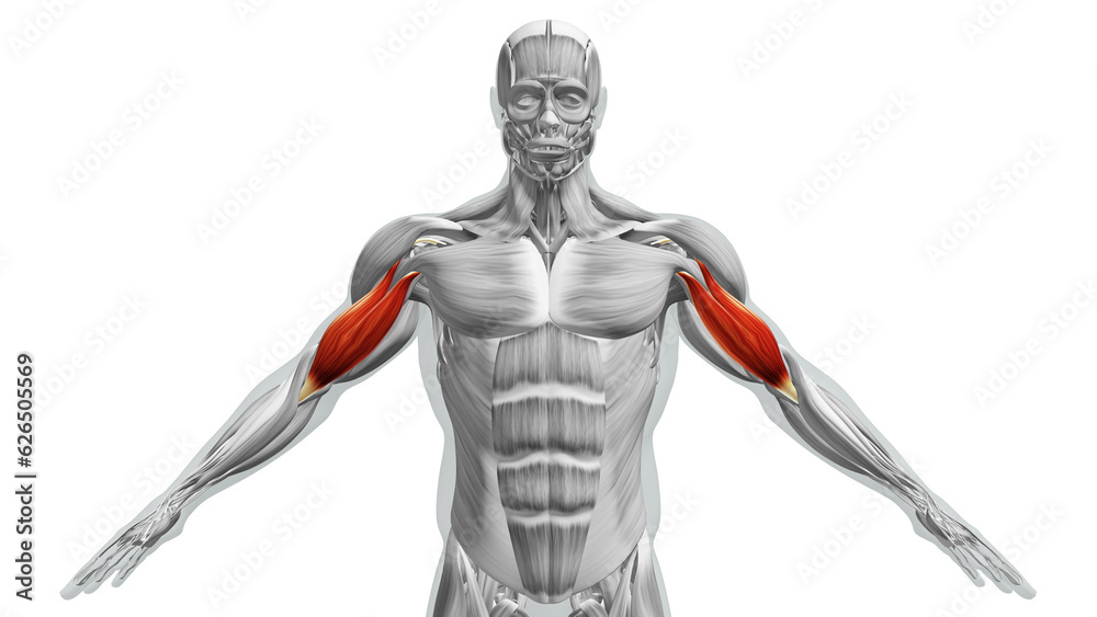 Anatomy of the Biceps Muscles Stock Illustration | Adobe Stock