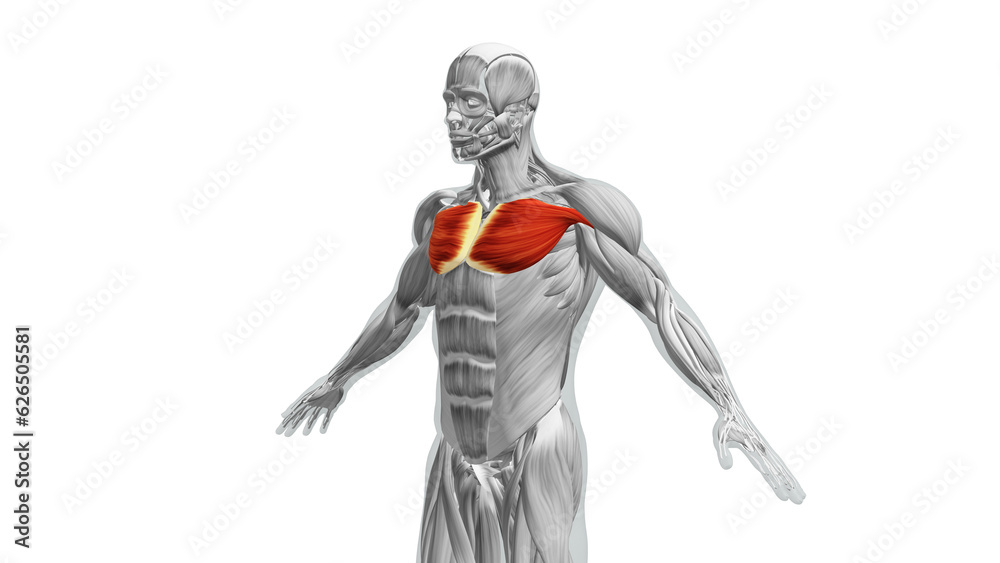 Anatomy of the Chest Pectoralis Major and Minor Muscles ilustração do ...