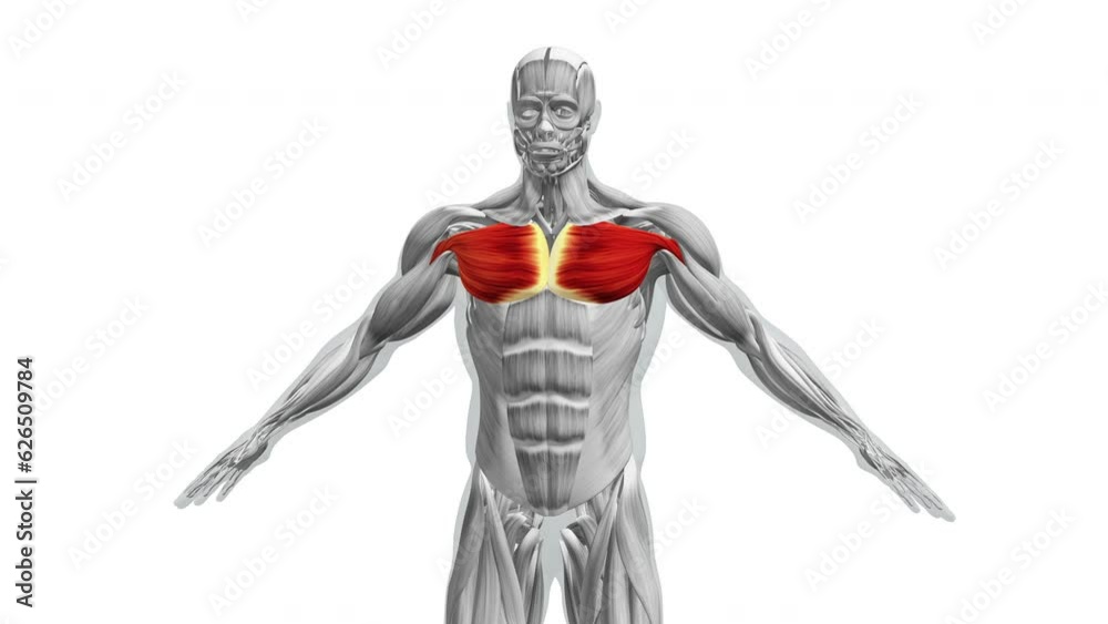 Anatomy of the Chest Pectoralis Major and Minor Muscles Stock Video ...
