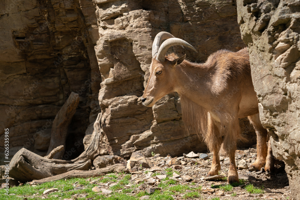 The Barbary sheep (Ammotragus lervia), also known as aoudad is a ...