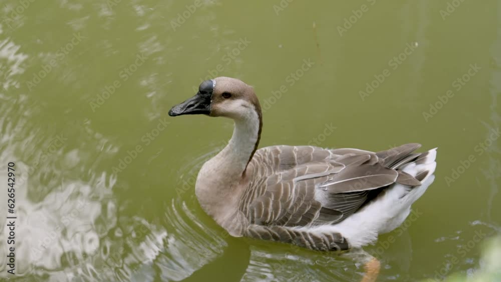 A big goose floating in the canal was swimming in the pond. to look for ...