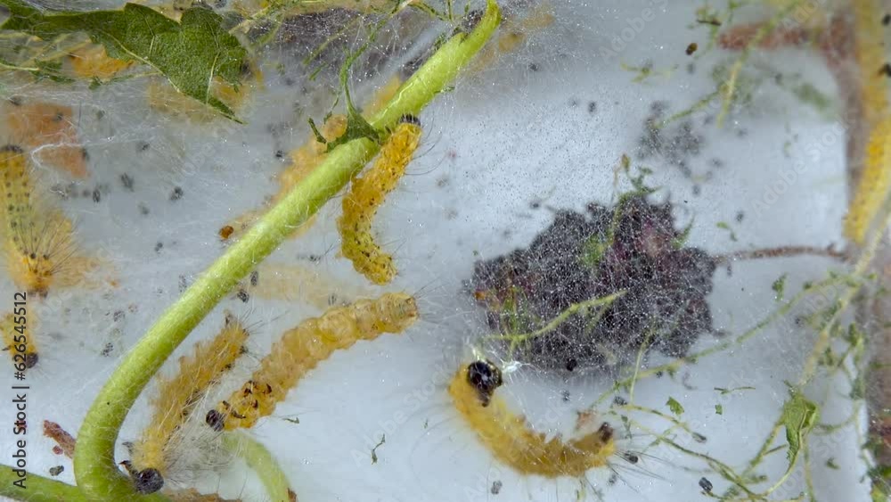 Weaving trees with cobwebs by larvae. Caterpillars of American white ...