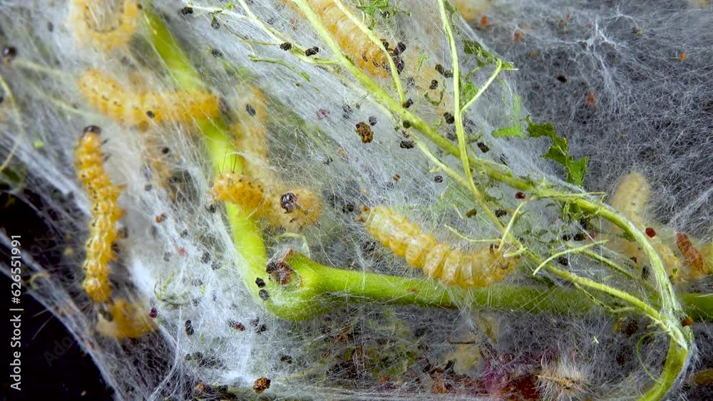 Weaving trees with cobwebs by larvae. Caterpillars of American white ...