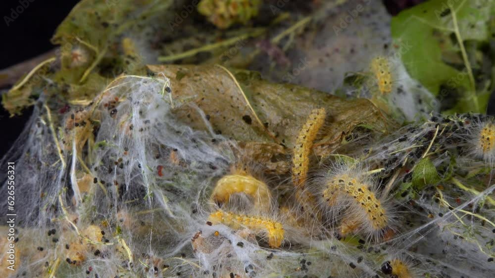 Vidéo Stock Weaving trees with cobwebs by larvae. Caterpillars of ...