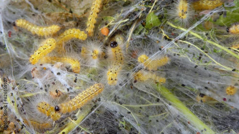 Vidéo Stock Weaving trees with cobwebs by larvae. Caterpillars of ...