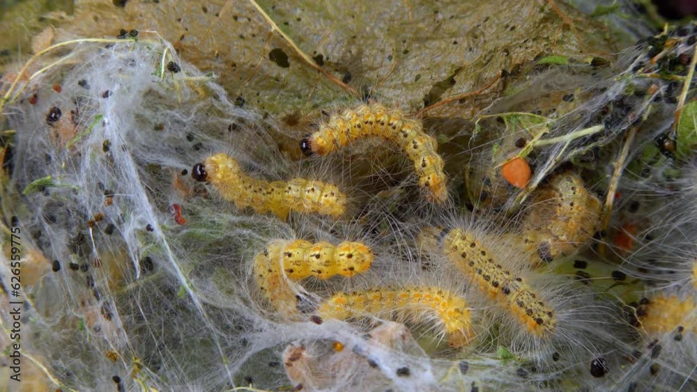 Vidéo Stock Weaving trees with cobwebs by larvae. Caterpillars of ...