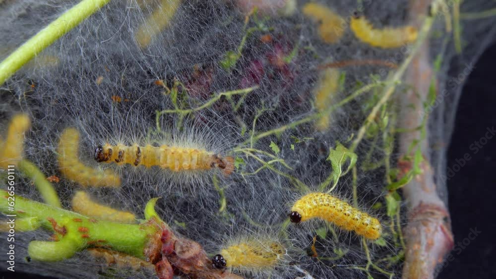 Weaving trees with cobwebs by larvae. Caterpillars of American white ...