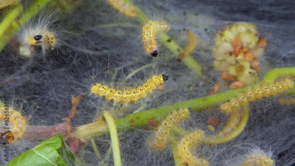 Weaving trees with cobwebs by larvae. Caterpillars of American white ...
