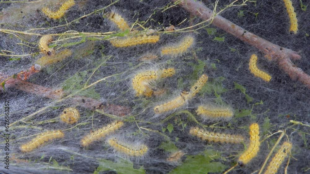 Weaving trees with cobwebs by larvae. Caterpillars of American white ...