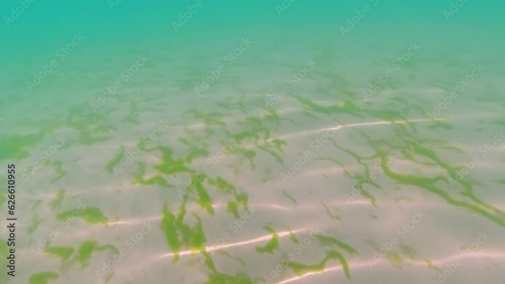 Underwater yellow white sand ocean floor. View of green algae caused by ...