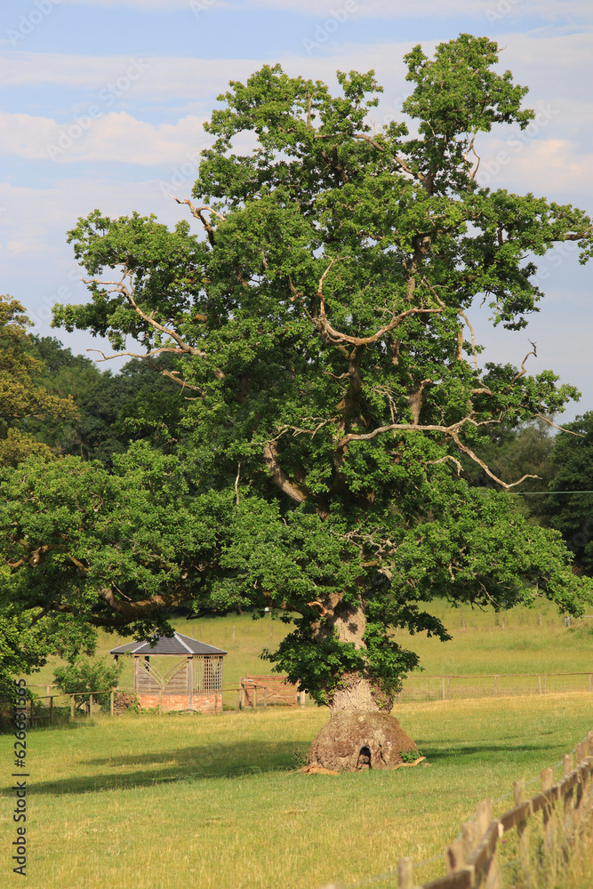 Big old lone oak tree in summer. Stock Photo | Adobe Stock