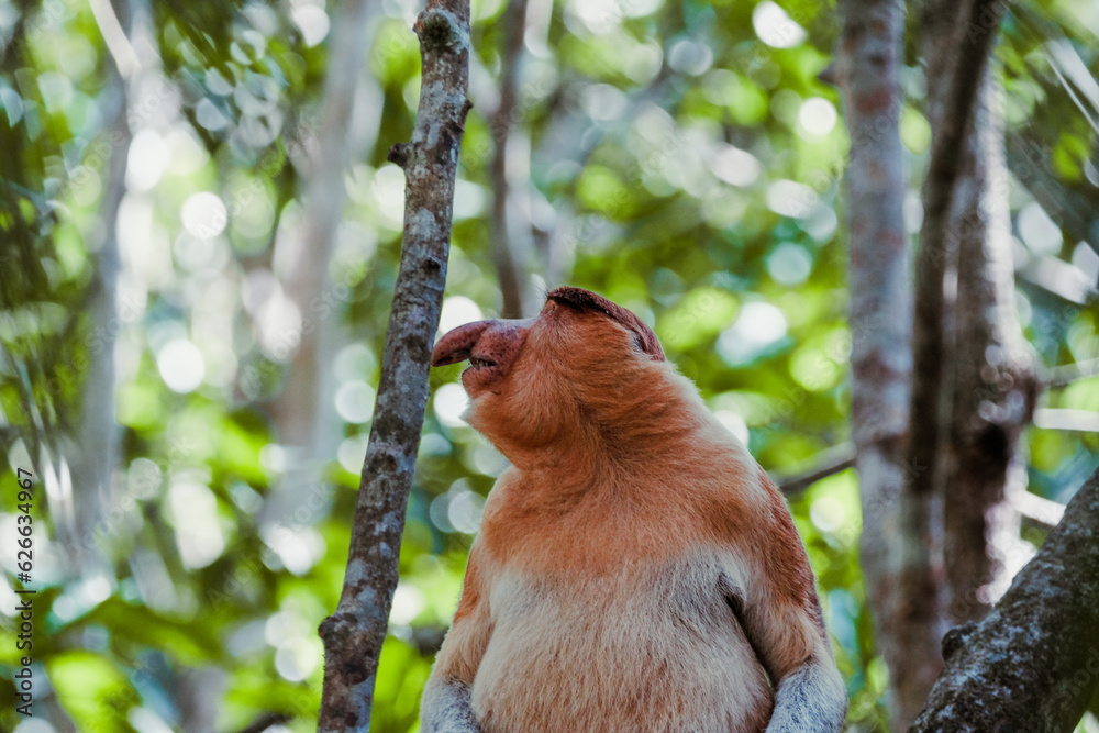 Proboscis monkey (Nasalis larvatus) or Proboscis monkey are endemic ...