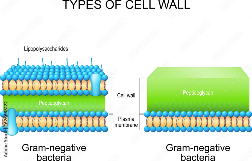 Types of bacterial cell wall. Gram-negative bacteria and Gram-negative ...
