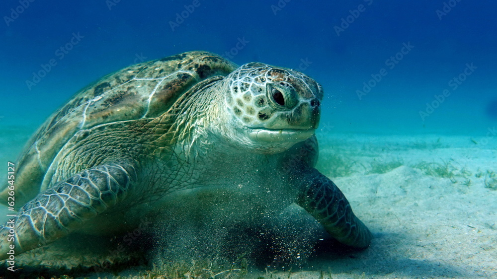 Big Green turtle on the reefs of the Red Sea. Green turtles are the ...