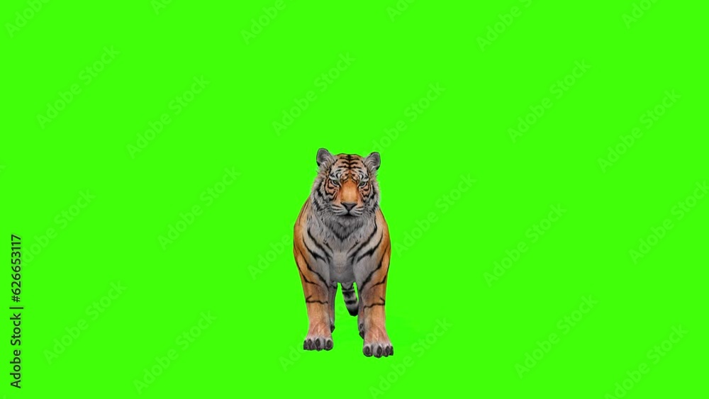 3D South China tiger, Siberian Tiger, and Indochinese tiger idle on the ...