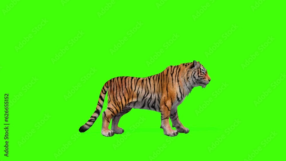 3D South China tiger, Siberian Tiger, and Indochinese tiger Big Roar on ...