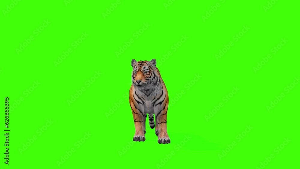 3D South China tiger, Siberian Tiger, and Indochinese tiger Big Roar on ...