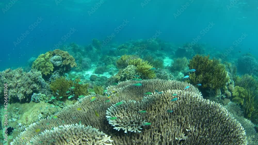 Fragile corals cover the shallow seafloor in Komodo National Park ...