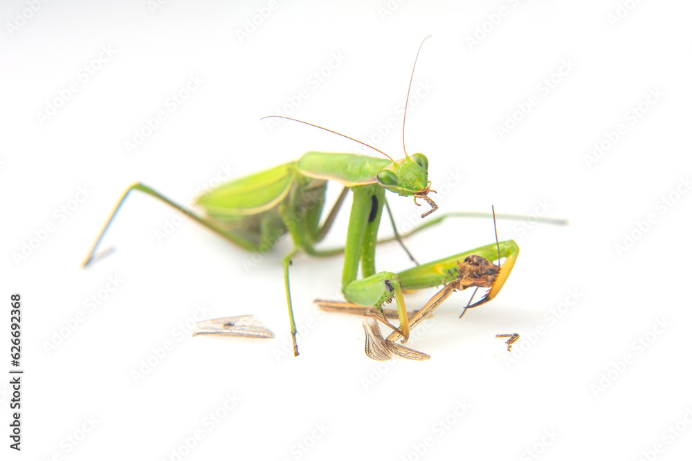 praying mantis eats a grasshopper close-up on a white background ...