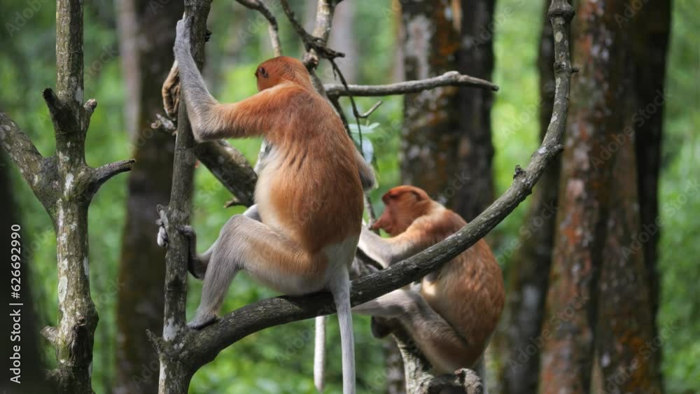 Female proboscis monkey in the wild, sitting on tree and looking around at Tarakan, Indonesia ...