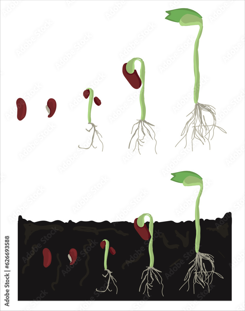 Growth stages of bean plant. Bean growing stages vector illustration ...