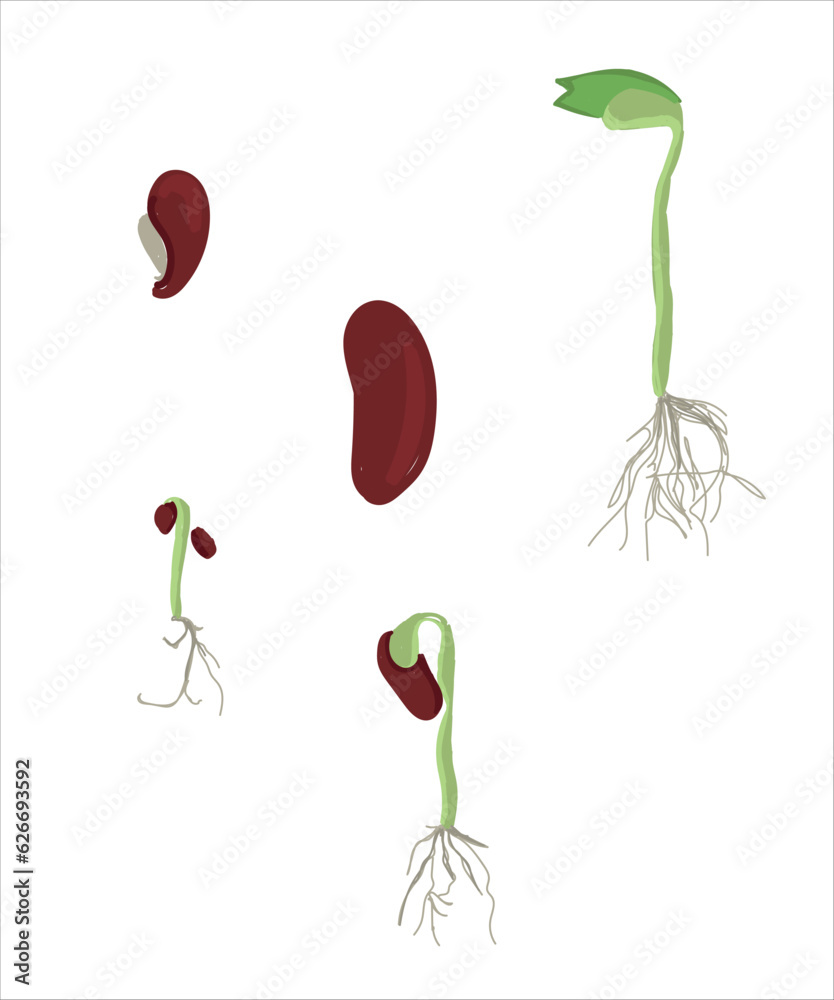 Growth stages of bean plant. Bean growing stages vector illustration ...