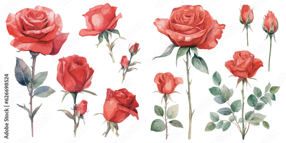Watercolor red rose clipart for graphic resources Stock Vector | Adobe ...