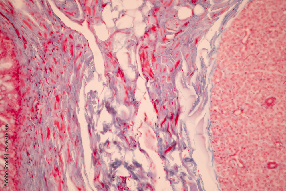 Showing Light micrograph of the Tongue human , Tooth human, Parotid ...