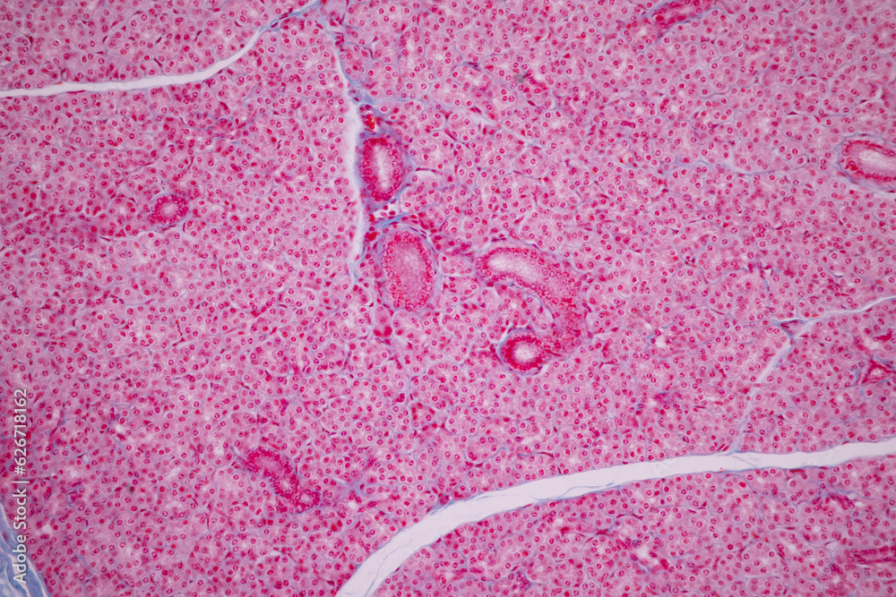 Showing Light micrograph of the Tongue human , Tooth human, Parotid ...